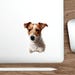 Jack Russell Terrier Die-cut Sticker, Jack Russell Terrier Sticker ...