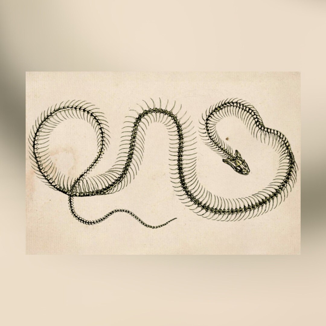 Snake Skeleton Canvas Print Apothecary Art for Home or - Etsy