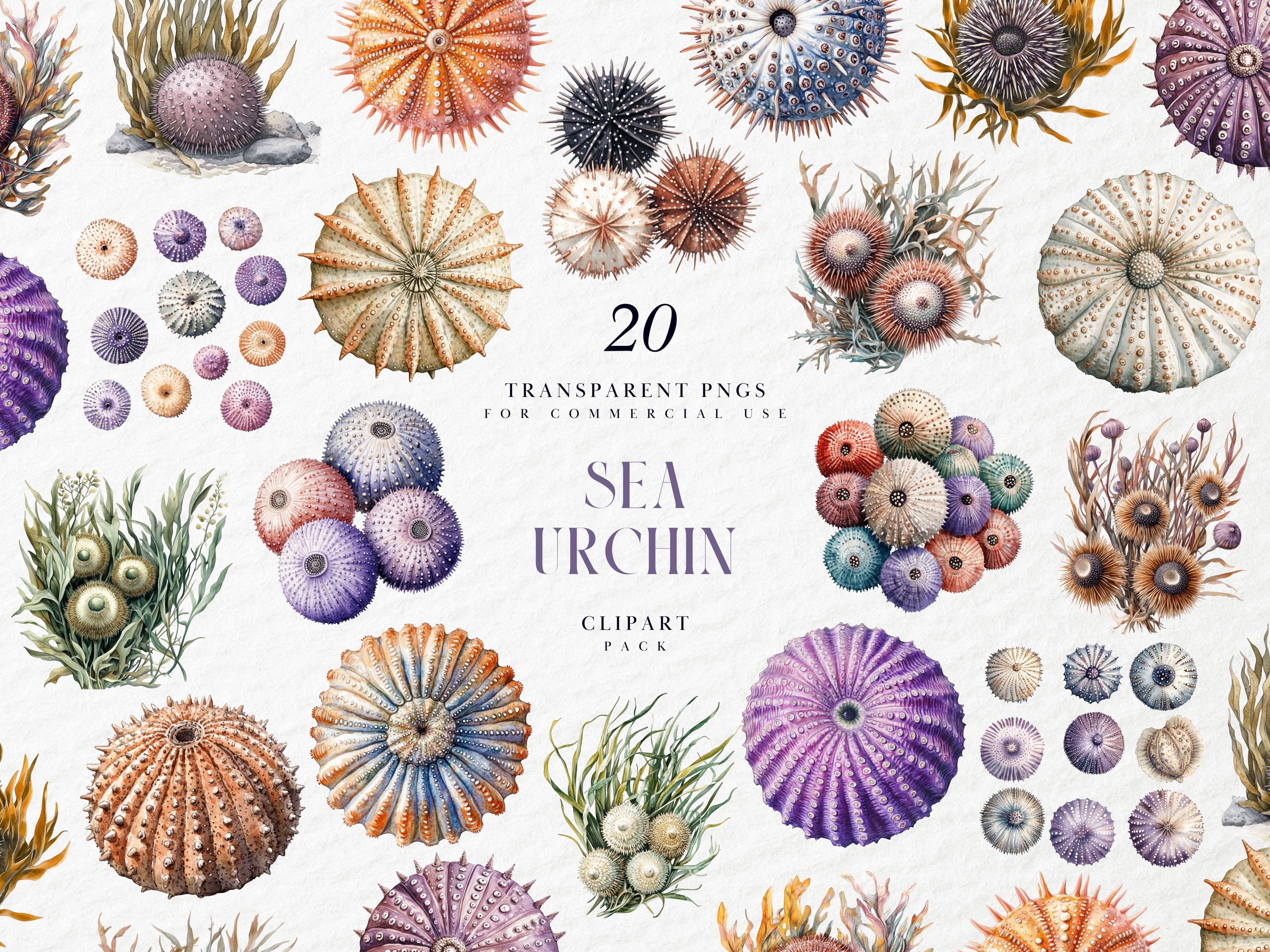 Watercolor Sea Urchin Clipart, Urchins, Coral Reef, Ocean Bed, Nautical ...