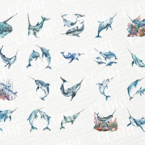 Watercolor Narwhal Clipart, Toothed Whale Clipart, Marine Mammals ...