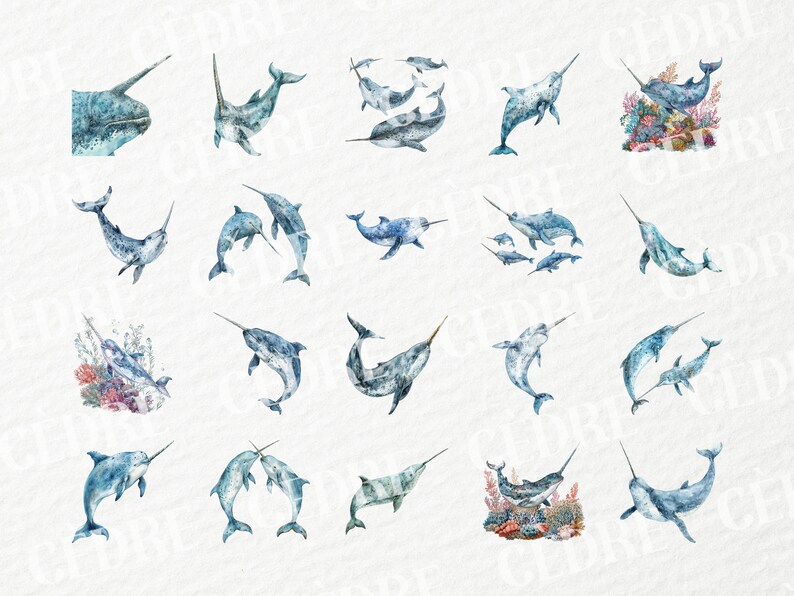 Watercolor Narwhal Clipart, Toothed Whale Clipart, Marine Mammals ...