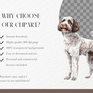 Watercolor Lagotto Romagnolo Clipart, Italian Water Dog Breed, Fluffy ...