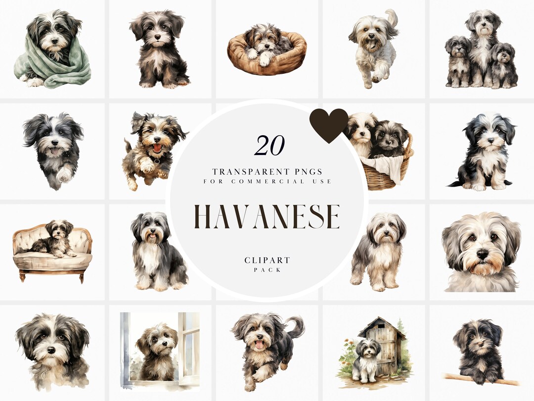 Watercolor Havanese Dog Clipart, Havanese Clipart, Puppy Dogs Clipart ...