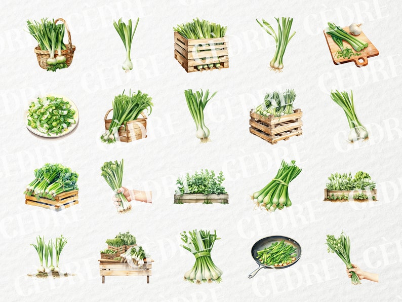 Watercolor Spring Onions Clipart, Spring Onion Clipart, Garden ...