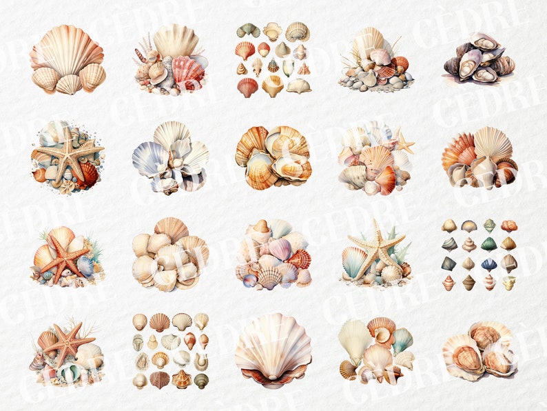 Watercolor Seashells Clipart, Mollusk Shellfish Clipart, Beach Starfish ...