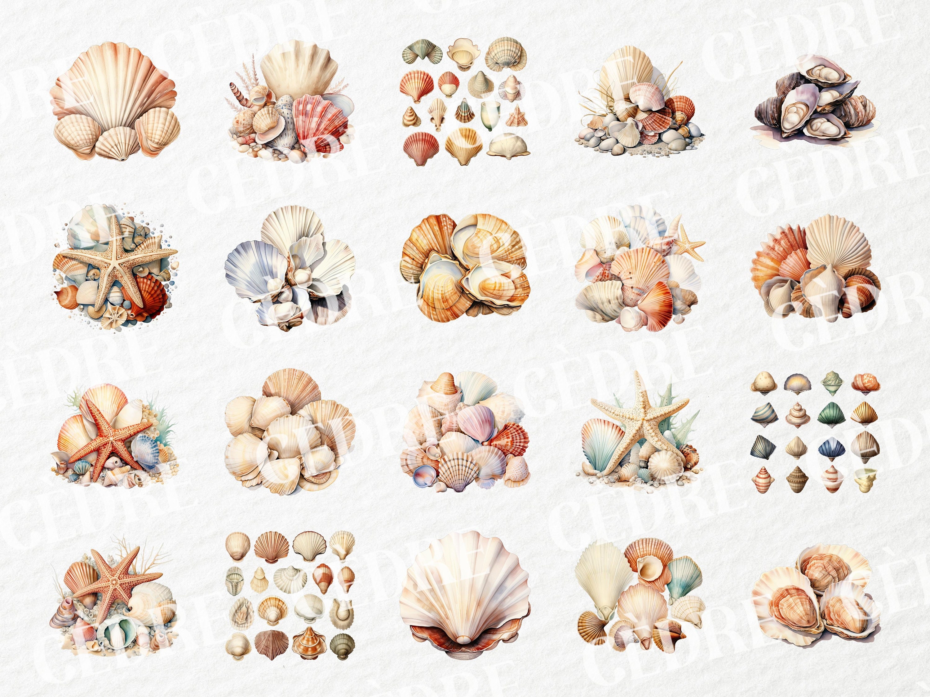 Watercolor Seashells Clipart, Mollusk Shellfish Clipart, Beach Starfish ...