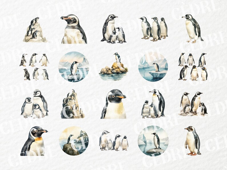 Watercolor Penguins Clipart Cute Penguin Clipart Arctic - Etsy