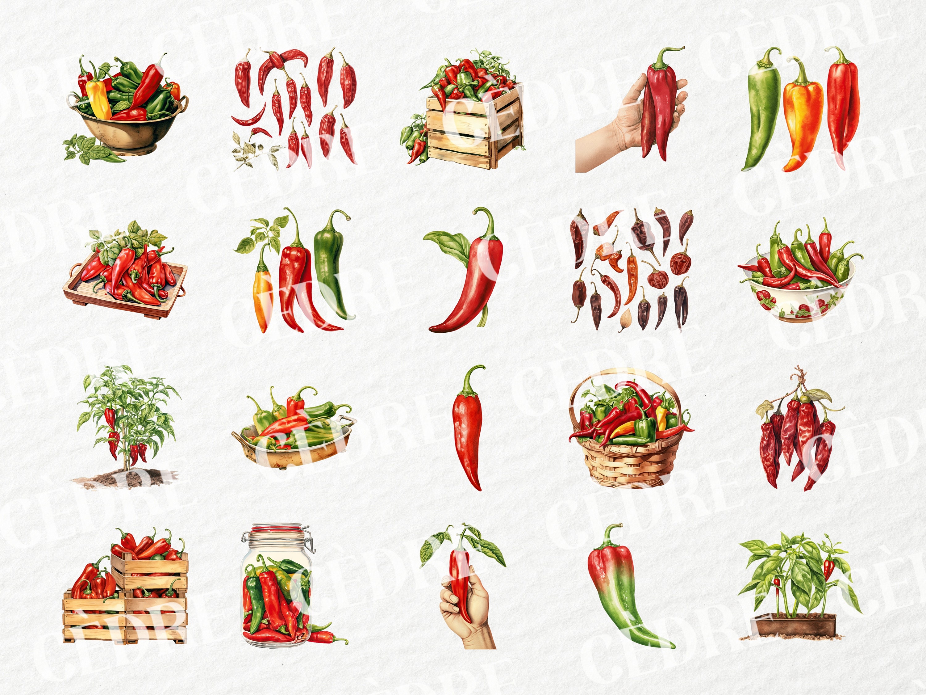 Watercolor Hot Pepper Clipart, Red Hot Peppers Clipart, Garden Pepper ...