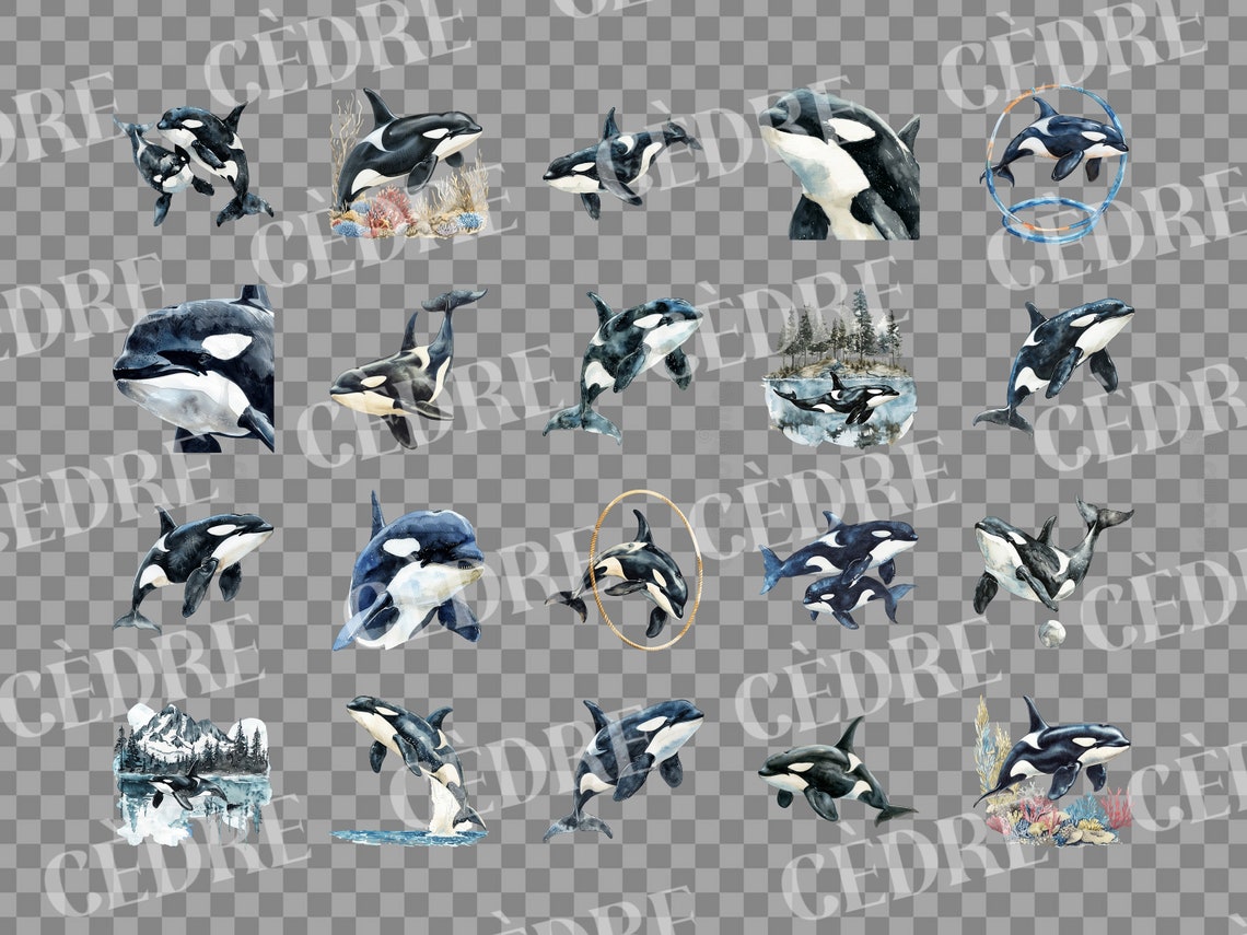 Watercolor Orca Clipart, Killer Whale Clipart, Black and White Orcas ...