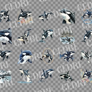 Watercolor Orca Clipart, Killer Whale Clipart, Black and White Orcas ...