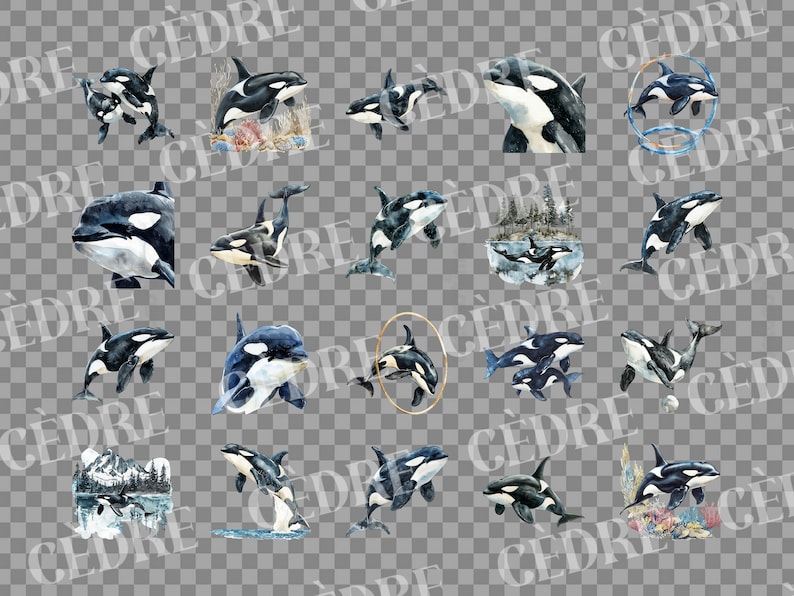Watercolor Orca Clipart, Killer Whale Clipart, Black and White Orcas ...