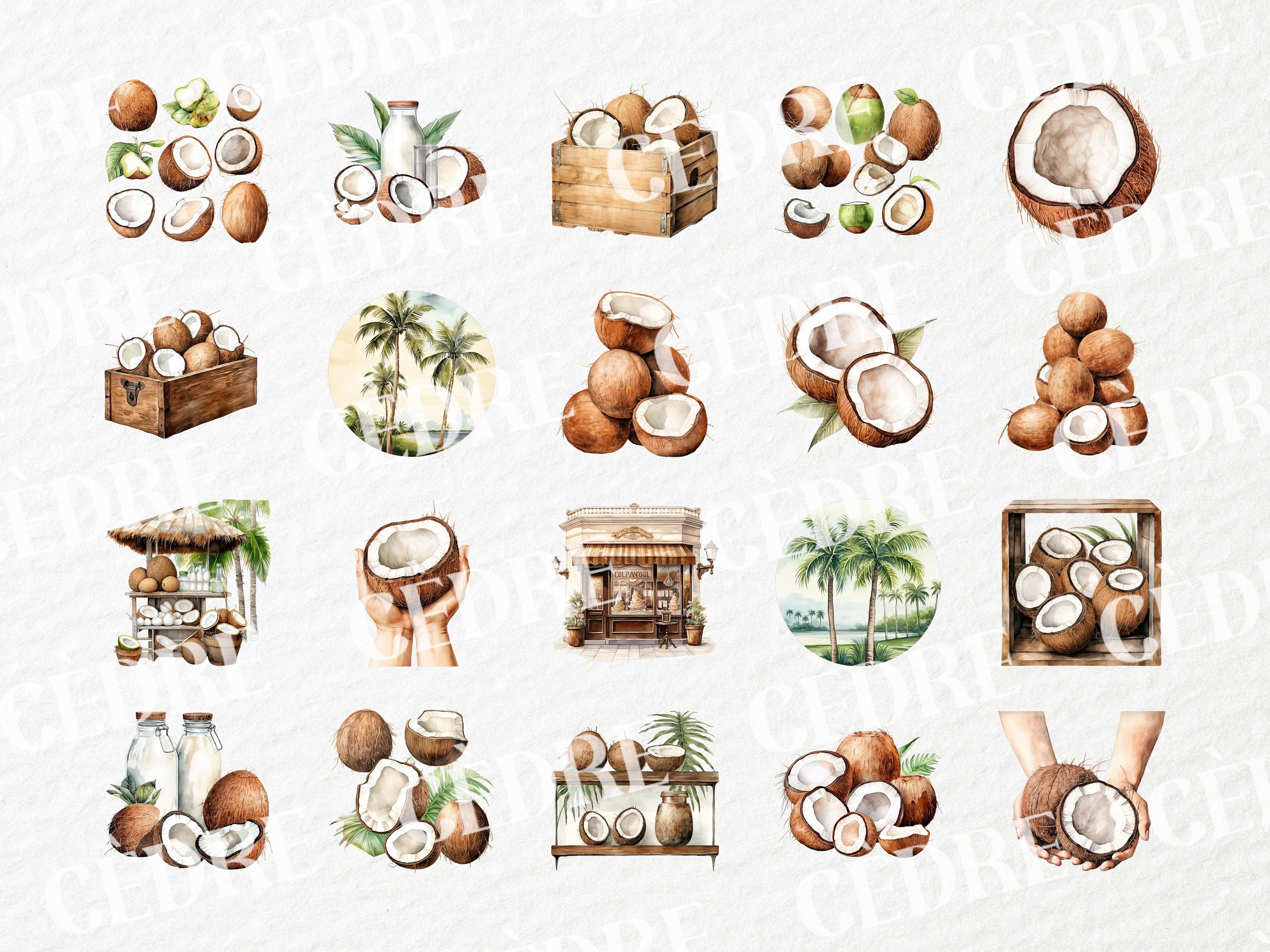 Watercolor Coconuts Clipart, Refreshing Coconut Clipart, Tropical ...
