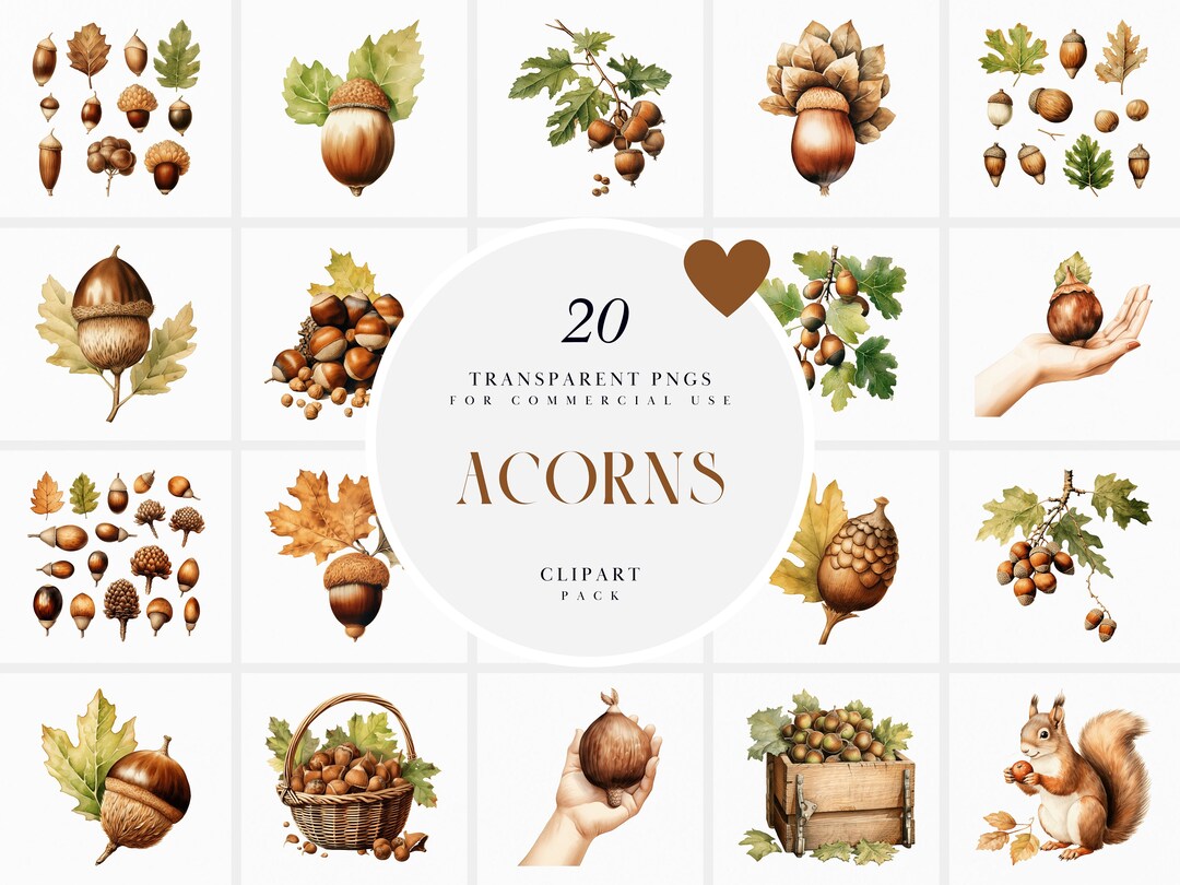 Watercolor Acorn Clipart, Acorns Clipart, Mature Oak Tree, Pine Nuts ...