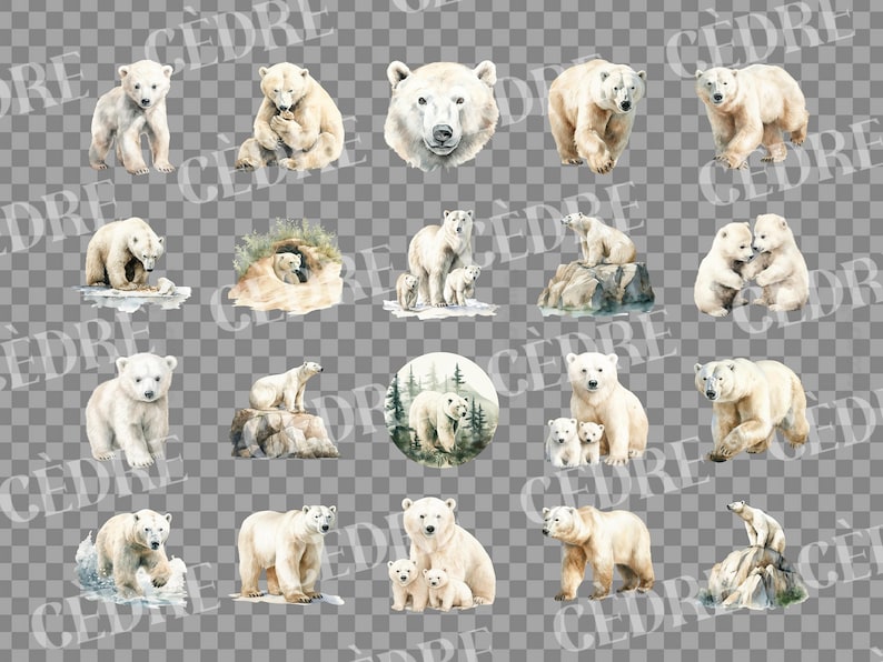 Watercolor Polar Bear Clipart, White Polar Bears Clipart, Realistic ...