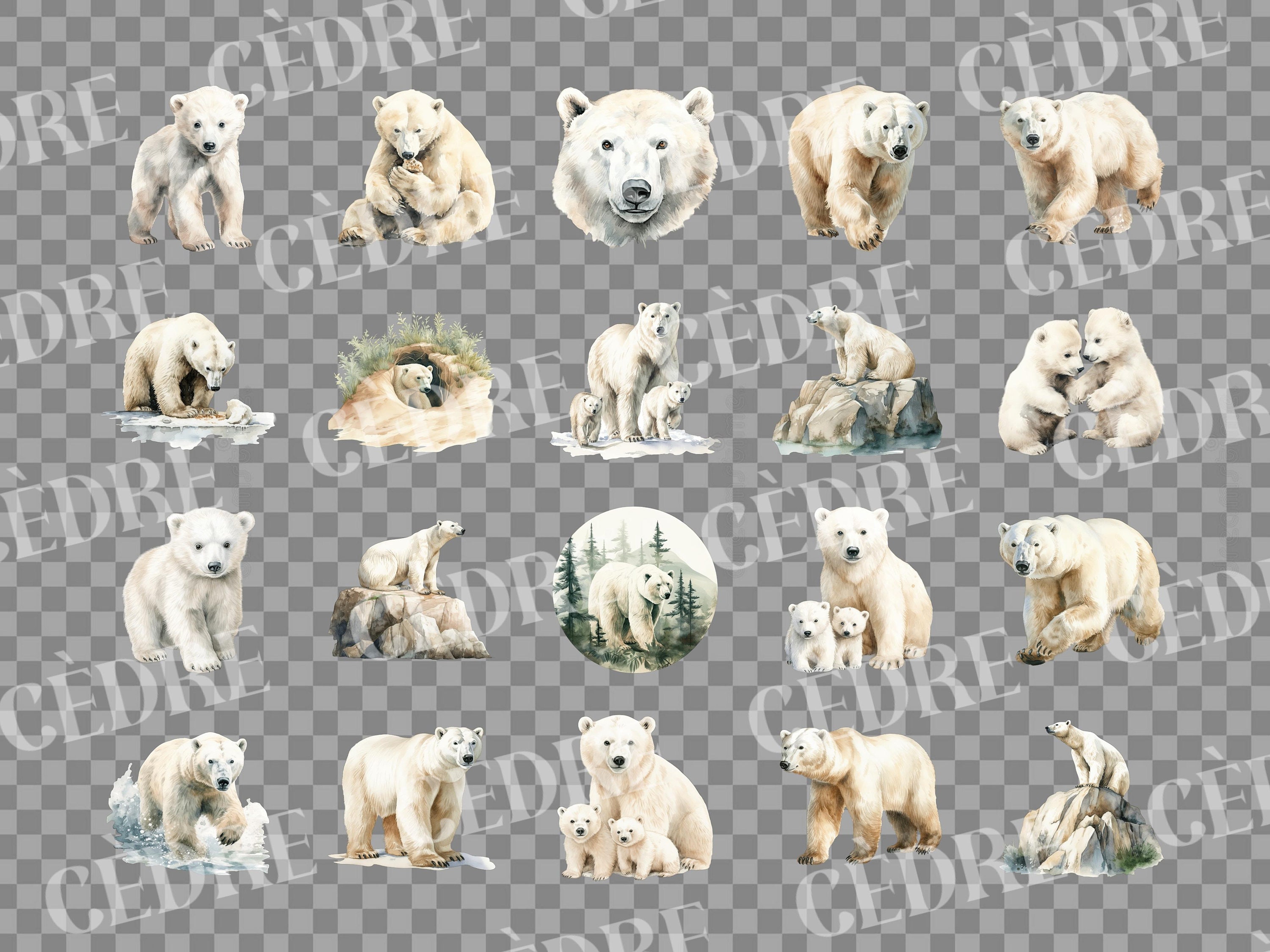 Watercolor Polar Bear Clipart, White Polar Bears Clipart, Realistic ...