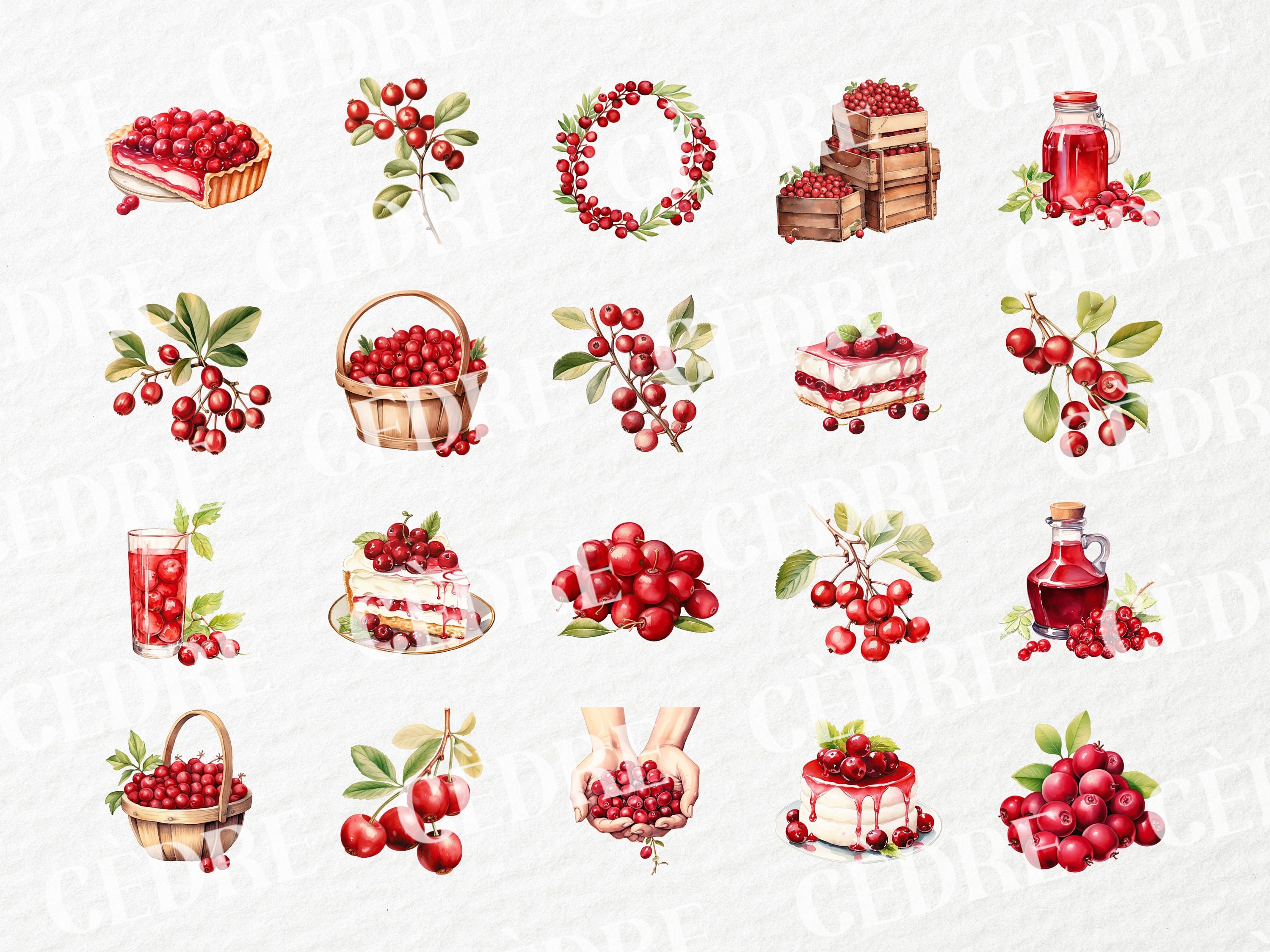 Watercolor Cranberries Clipart, Cranberry Clipart, Cherry Fruit Berries ...