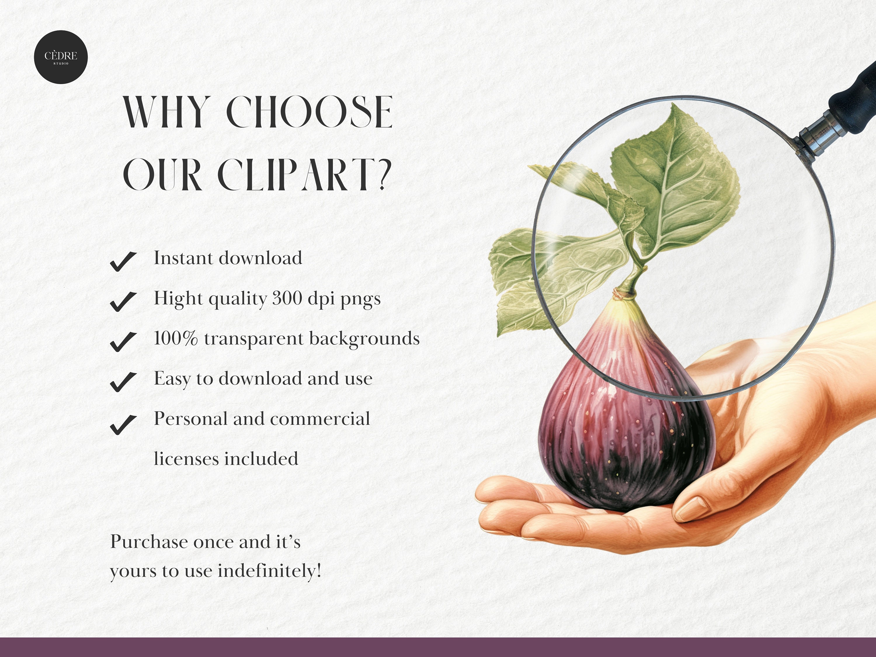 Watercolor Figs Clipart, Purple Mediterranean Fig Clipart, Fig Plant ...