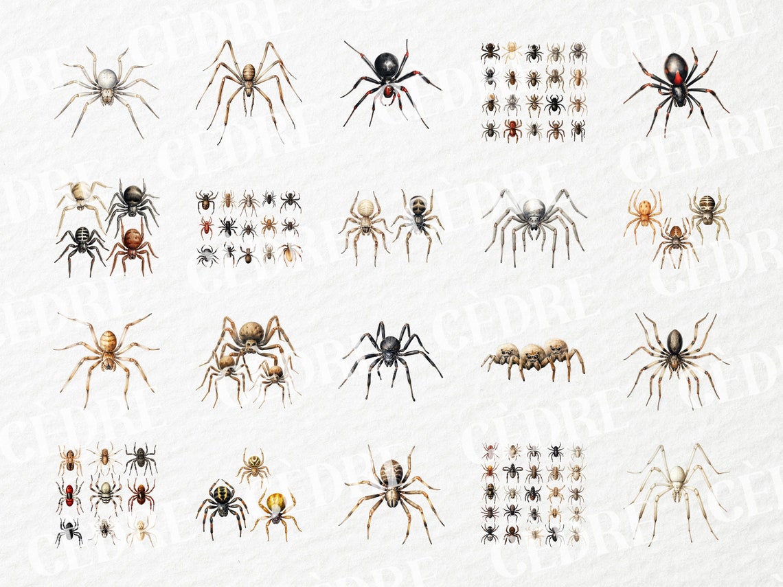 Watercolor Spider Clipart Halloween Spiders Clipart Cute Pet - Etsy