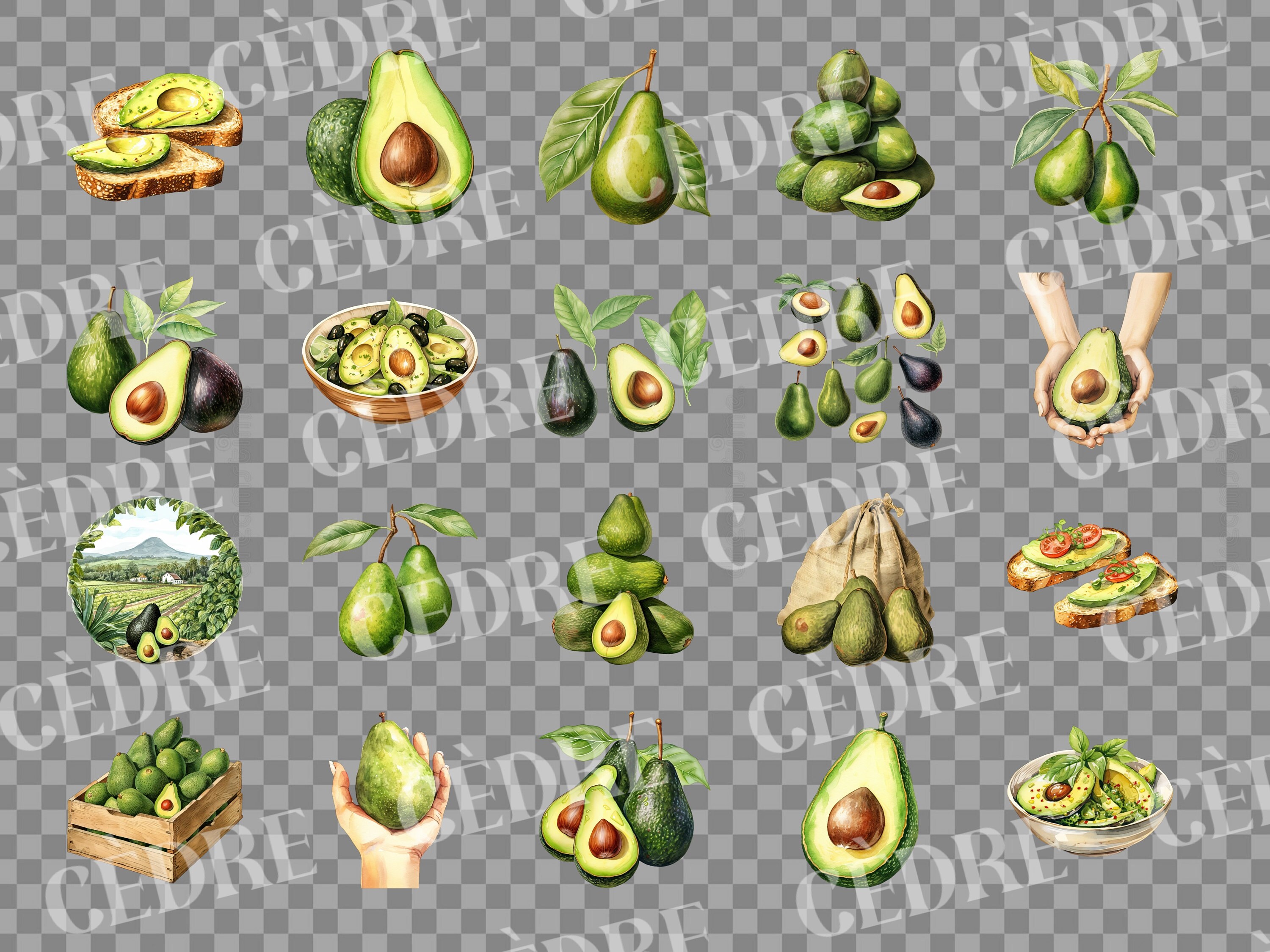 Watercolor Avocados Clipart, Green Avocado Clipart, Plant Avocado Fruit ...