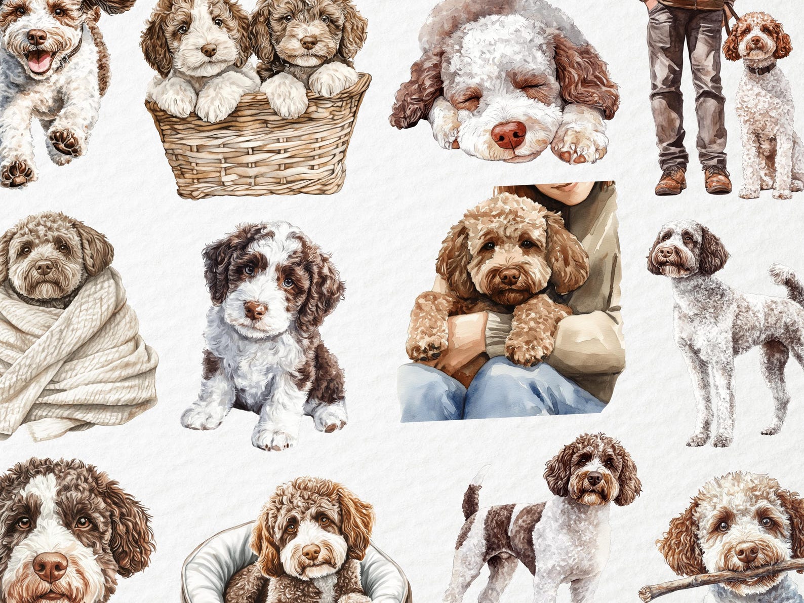 Watercolor Lagotto Romagnolo Clipart, Italian Water Dog Breed, Fluffy ...