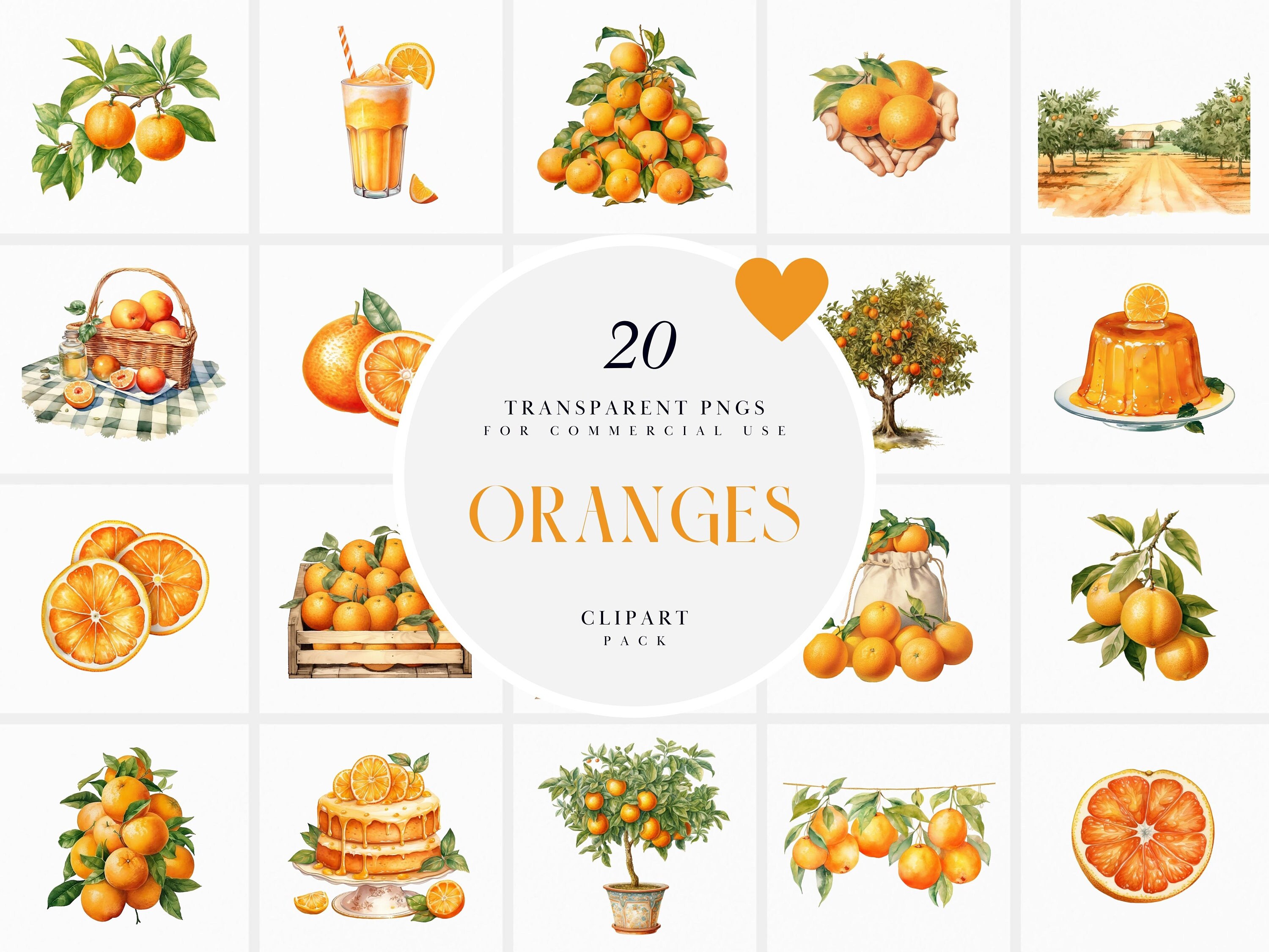 Watercolor Oranges Clipart, Orange Fruit Clipart, Botanical Mandarin ...