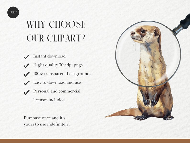 Watercolor Weasel Clipart, Weasels Clipart, Pet Ferret Clipart, Cute ...