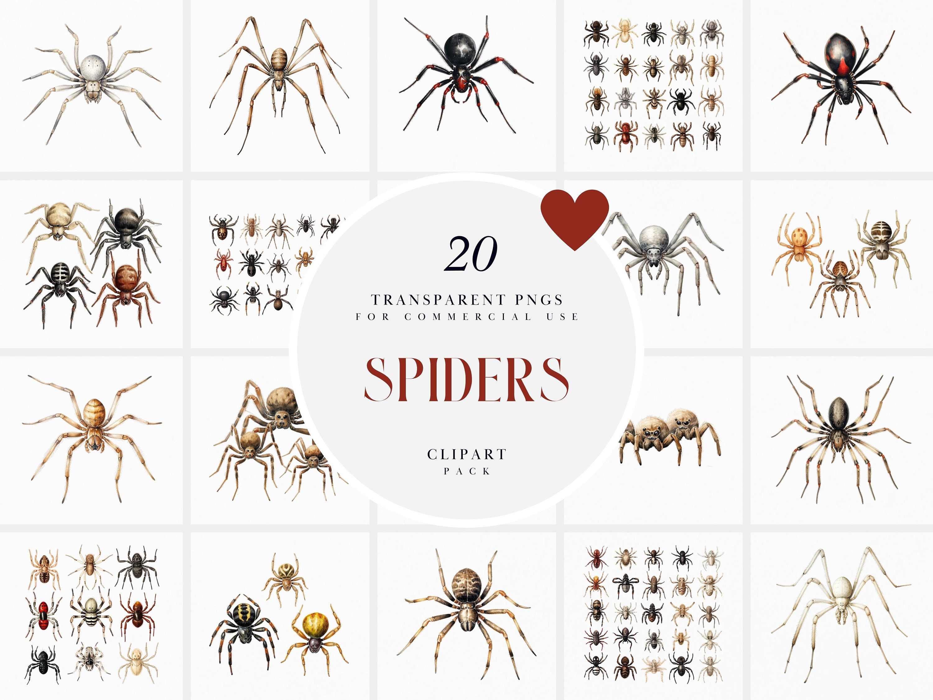 Watercolor Spider Clipart Halloween Spiders Clipart Cute Pet - Etsy