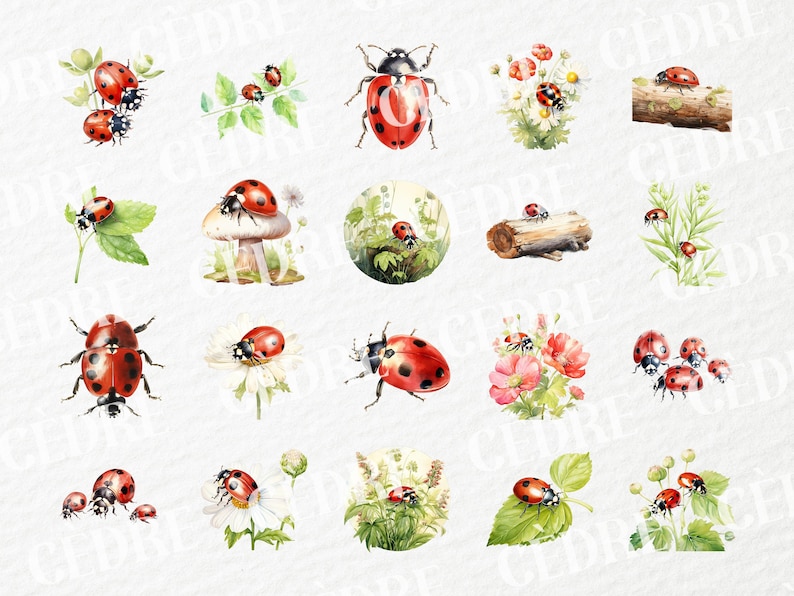 Watercolor Red Ladybugs Clipart, Flying Red Ladybug Bundle, Ladybird ...