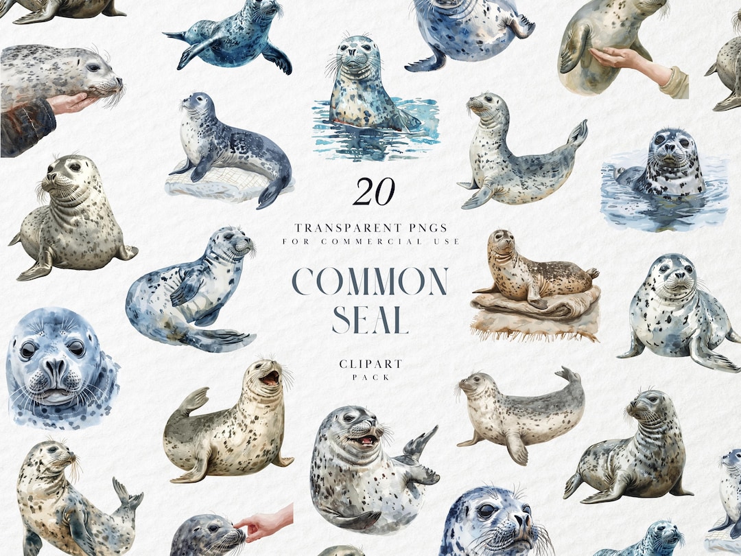 Watercolor Common Seal Clipart, Harbor Seal Clipart, Arctic Animals ...