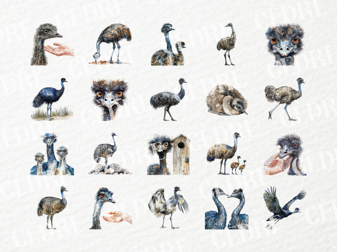 Watercolor Emu Clipart, Emus Clipart, Realistic Flightless Birds, Baby ...