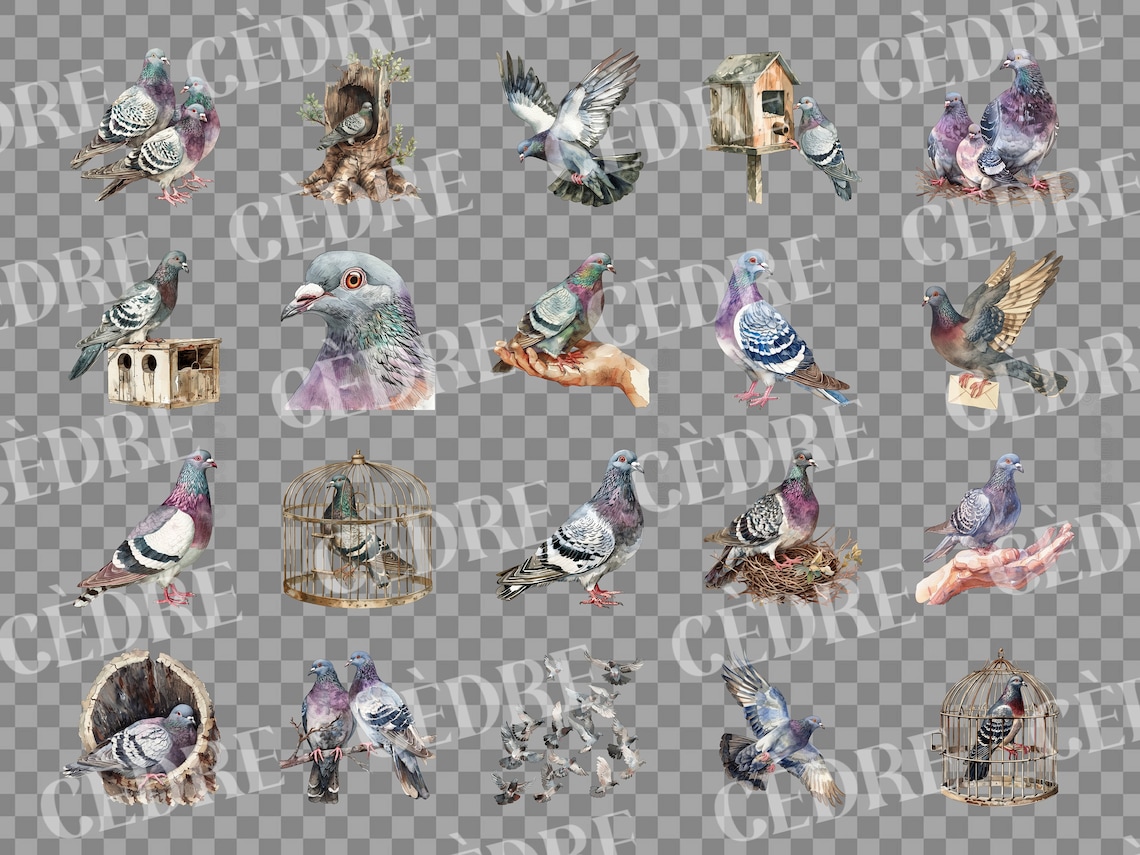 Watercolor Common Pigeon Clipart, Flying Common Pigeons Clipart, Pigeon ...