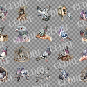 Watercolor Common Pigeon Clipart, Flying Common Pigeons Clipart, Pigeon ...