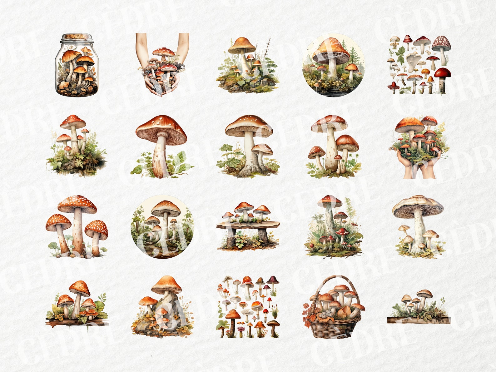 Watercolor Wild Mushrooms Clipart, Wild Mushroom Clipart, Forest ...