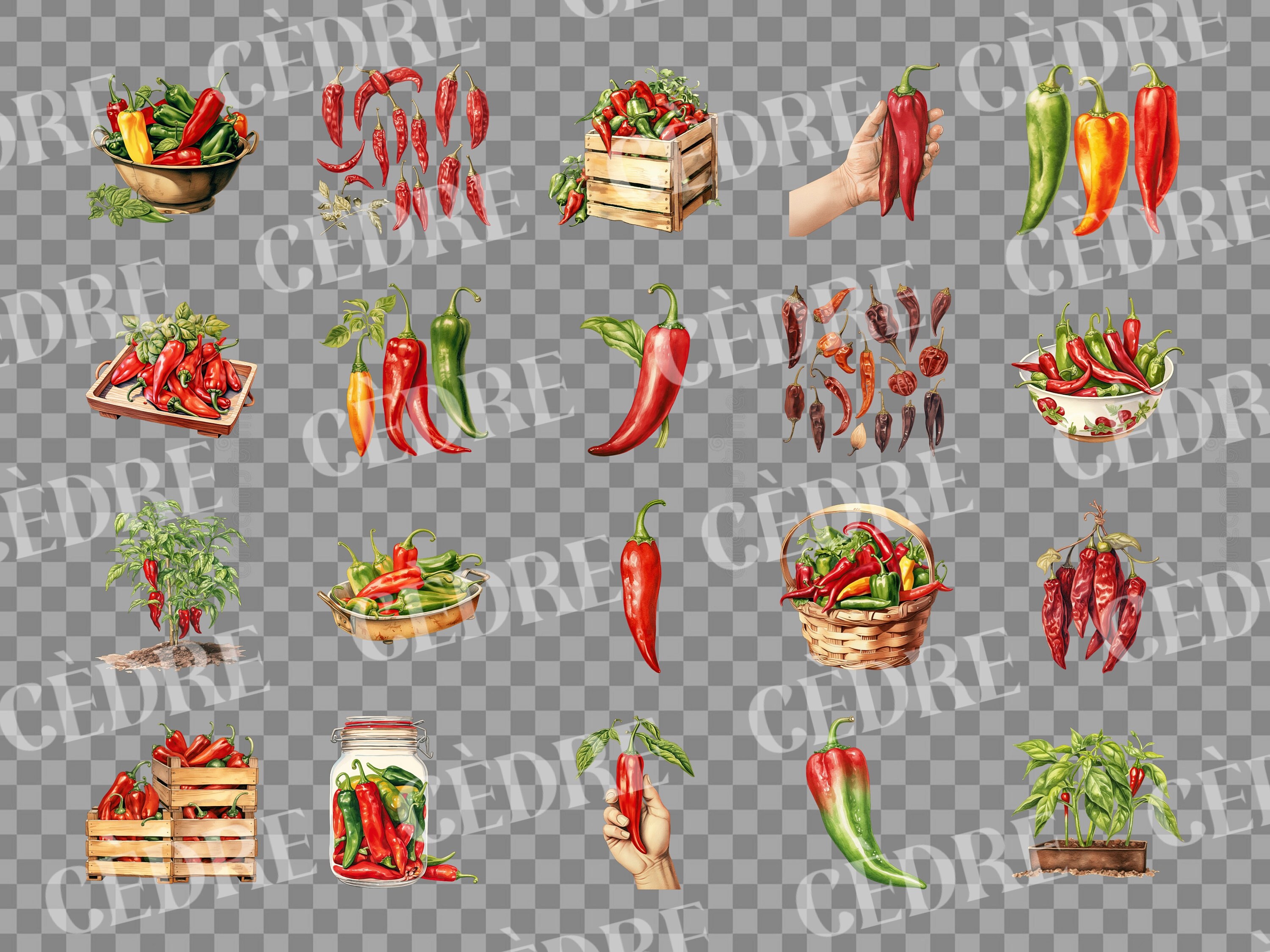 Watercolor Hot Pepper Clipart, Red Hot Peppers Clipart, Garden Pepper ...