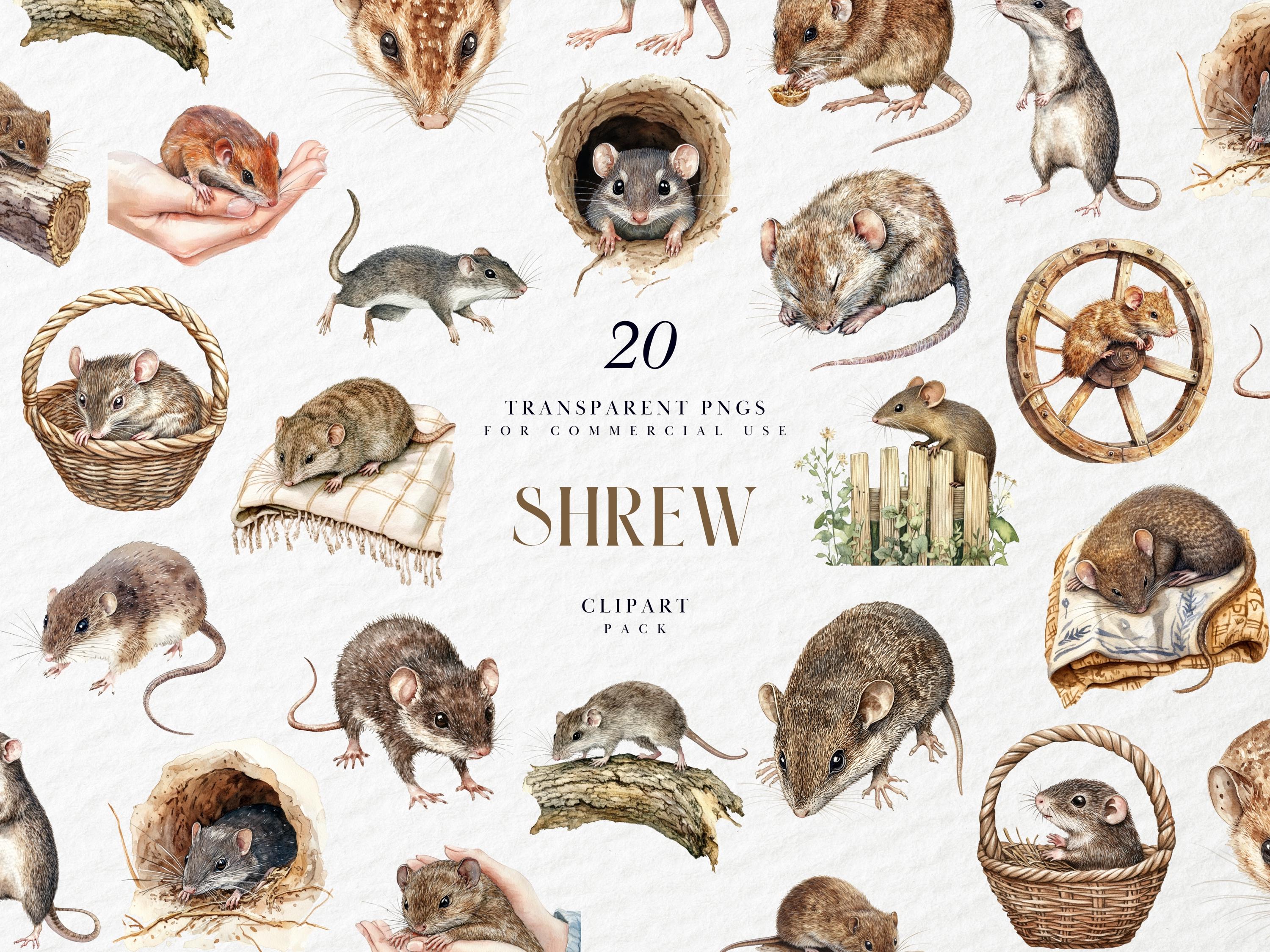 Watercolor Shrew Clipart, Mole Clipart, Pet Cute Baby Shrews, American ...