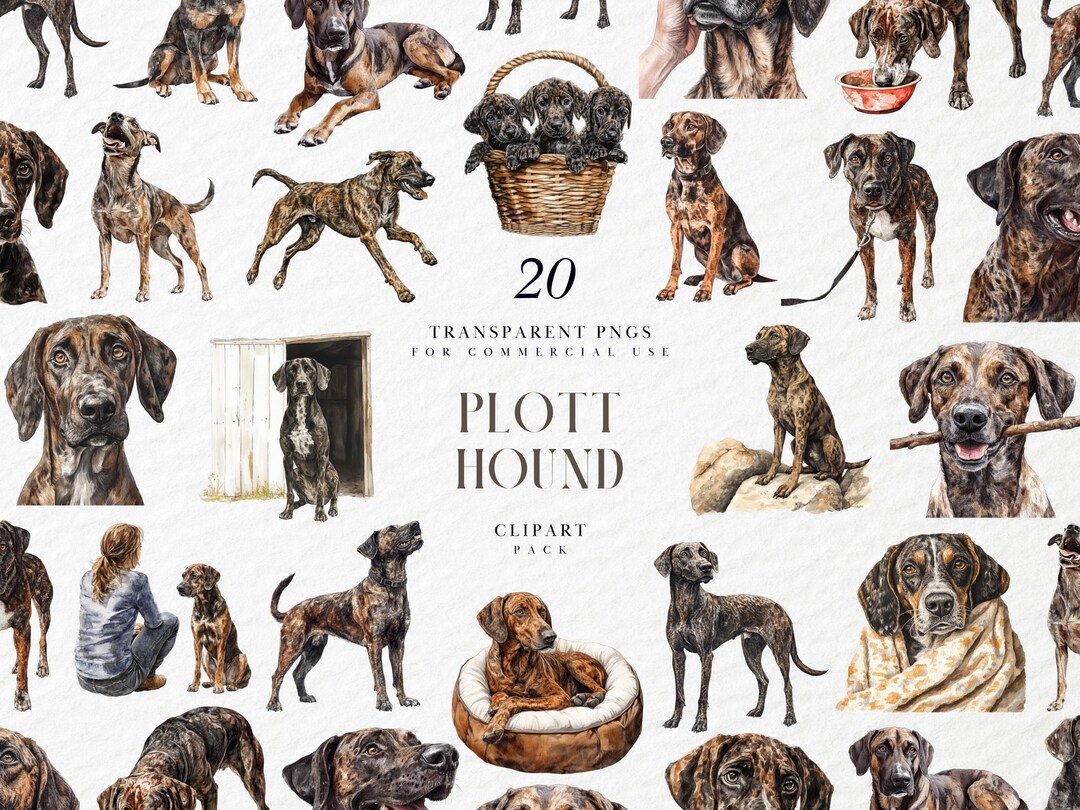 Watercolor Plott Hound Clipart, Brindle Coonhound Breed Portrait ...