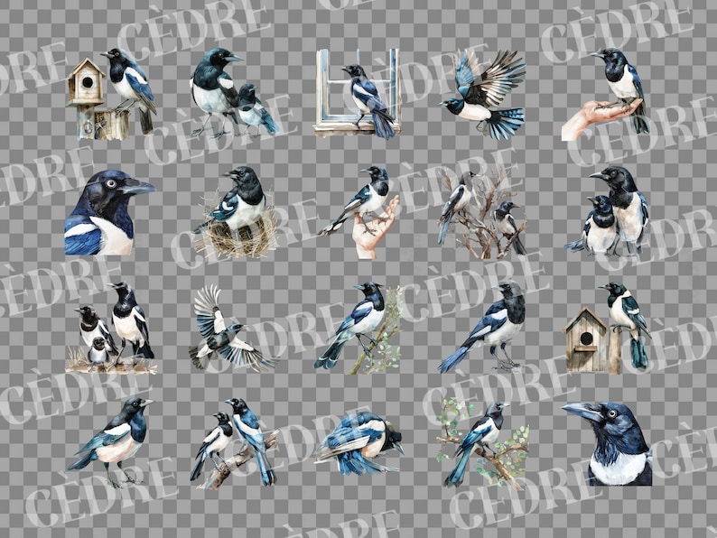 Watercolor Black Billed Magpie Clipart, Flying Magpie Birds Clipart ...