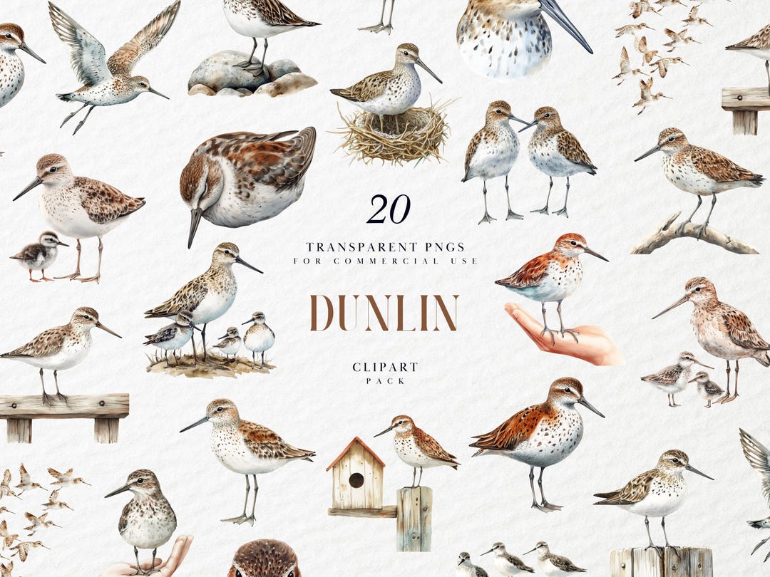 Watercolor Dunlin Clipart, Flying Waders, Water Shore Birds, Nautical ...