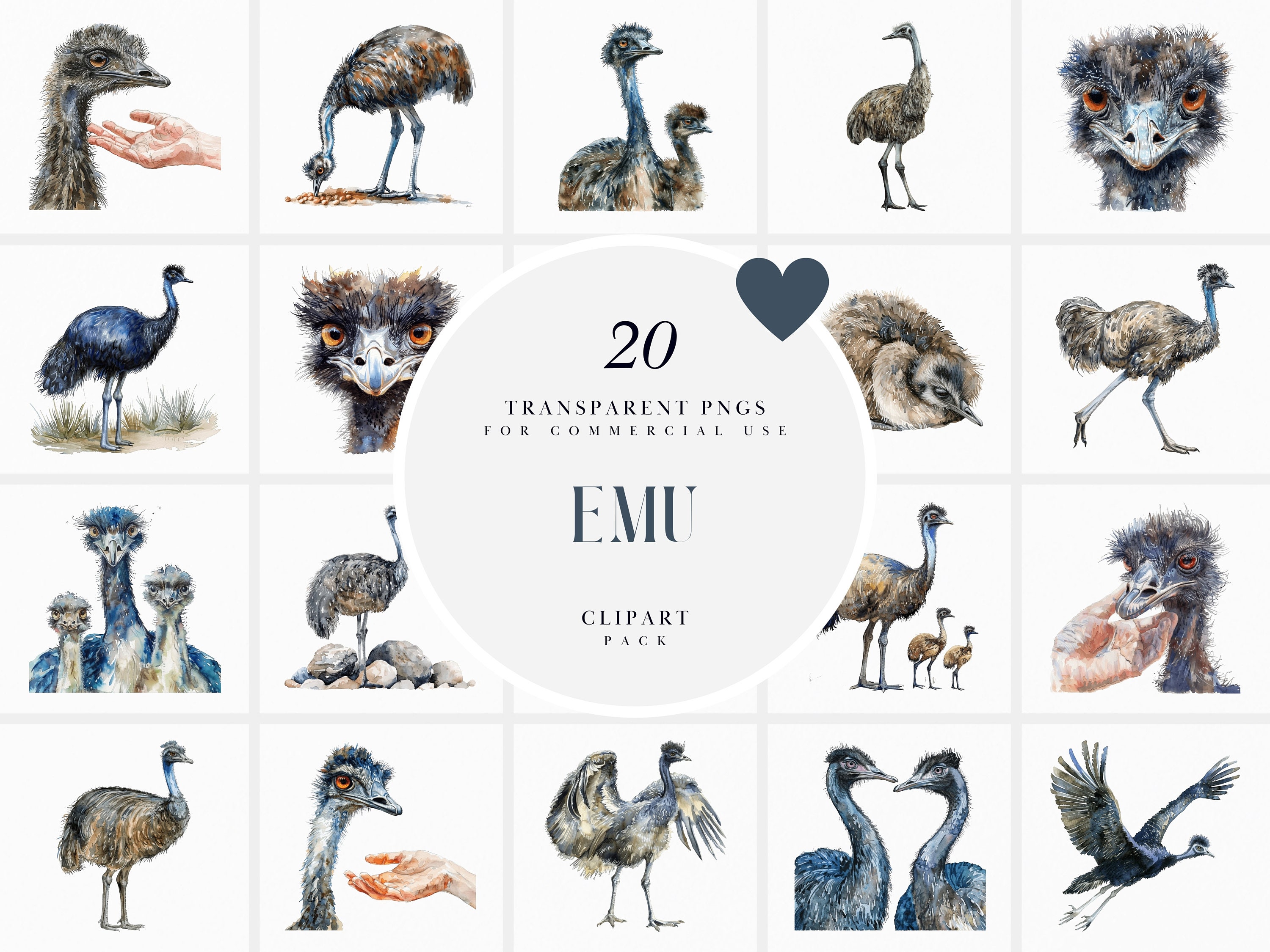 Watercolor Emu Clipart, Emus Clipart, Realistic Flightless Birds, Baby ...