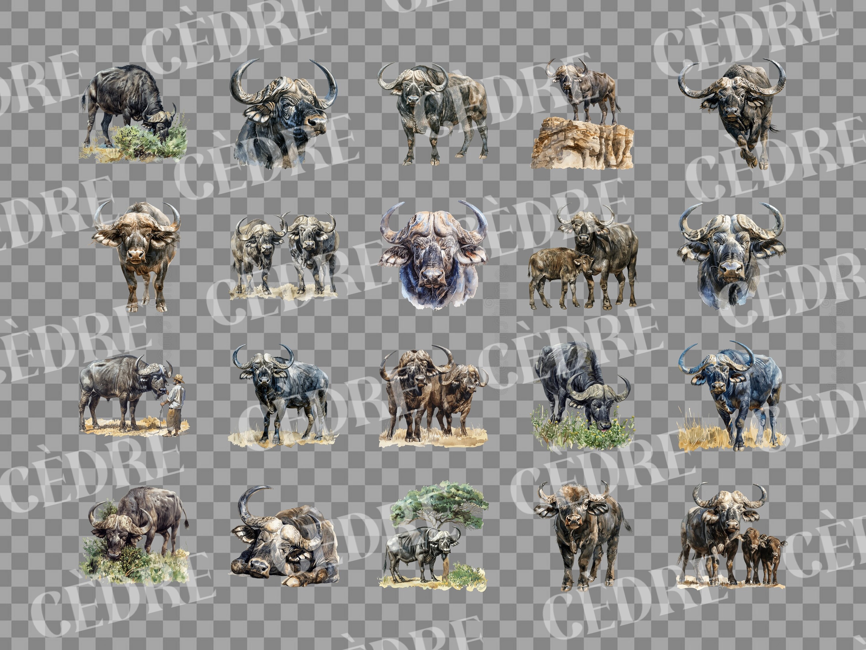 Watercolor Cape Buffalo Clipart, South African Buffalo Clipart ...