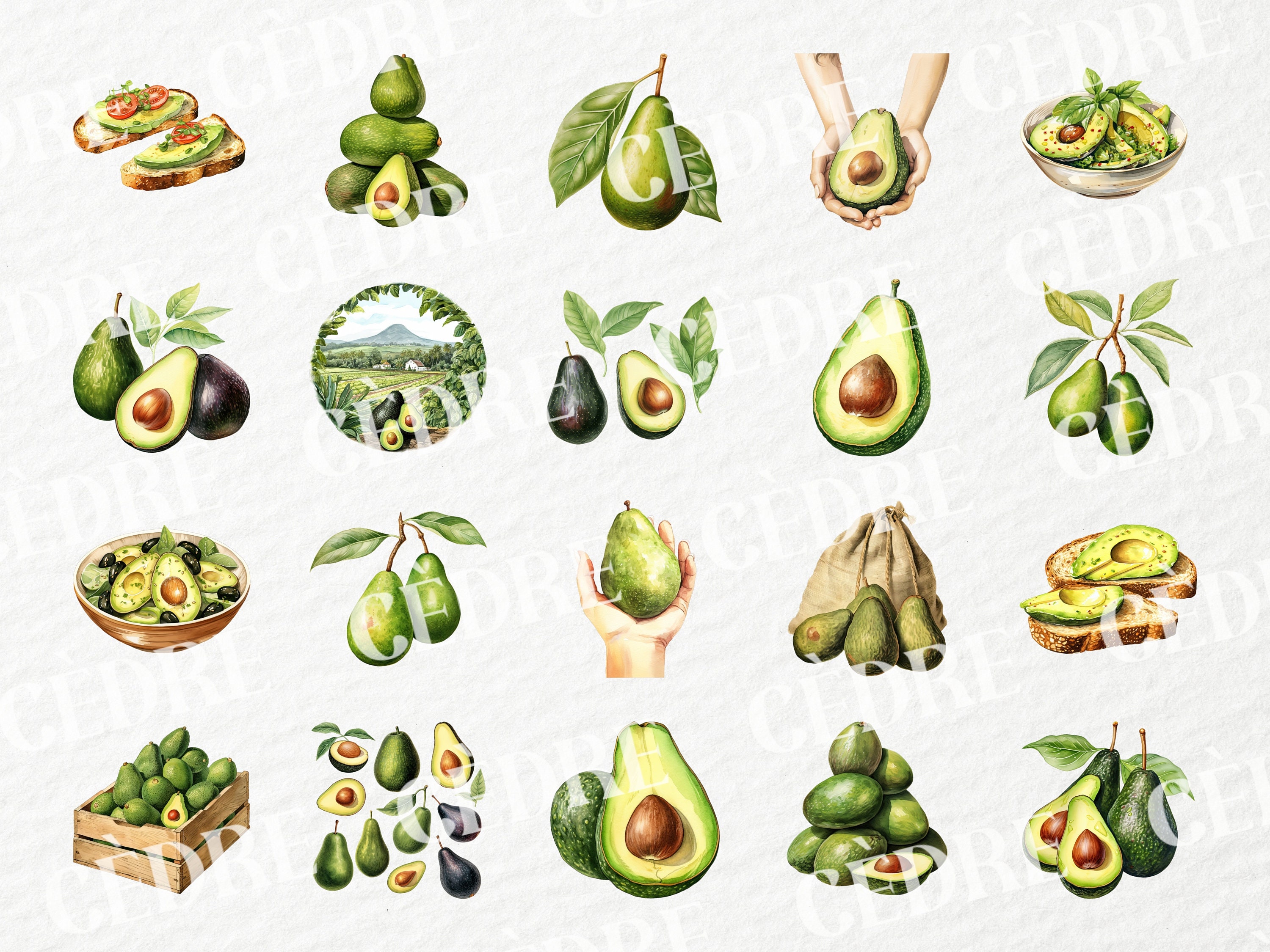 Watercolor Avocados Clipart, Green Avocado Clipart, Plant Avocado Fruit ...