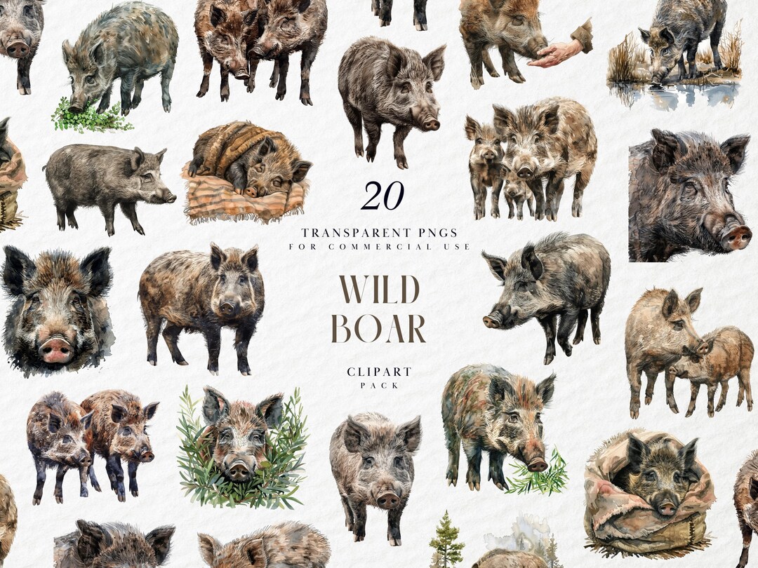 Watercolor Wild Boar Clipart, Wild Pig Clipart, Woodland Zoo Animals ...