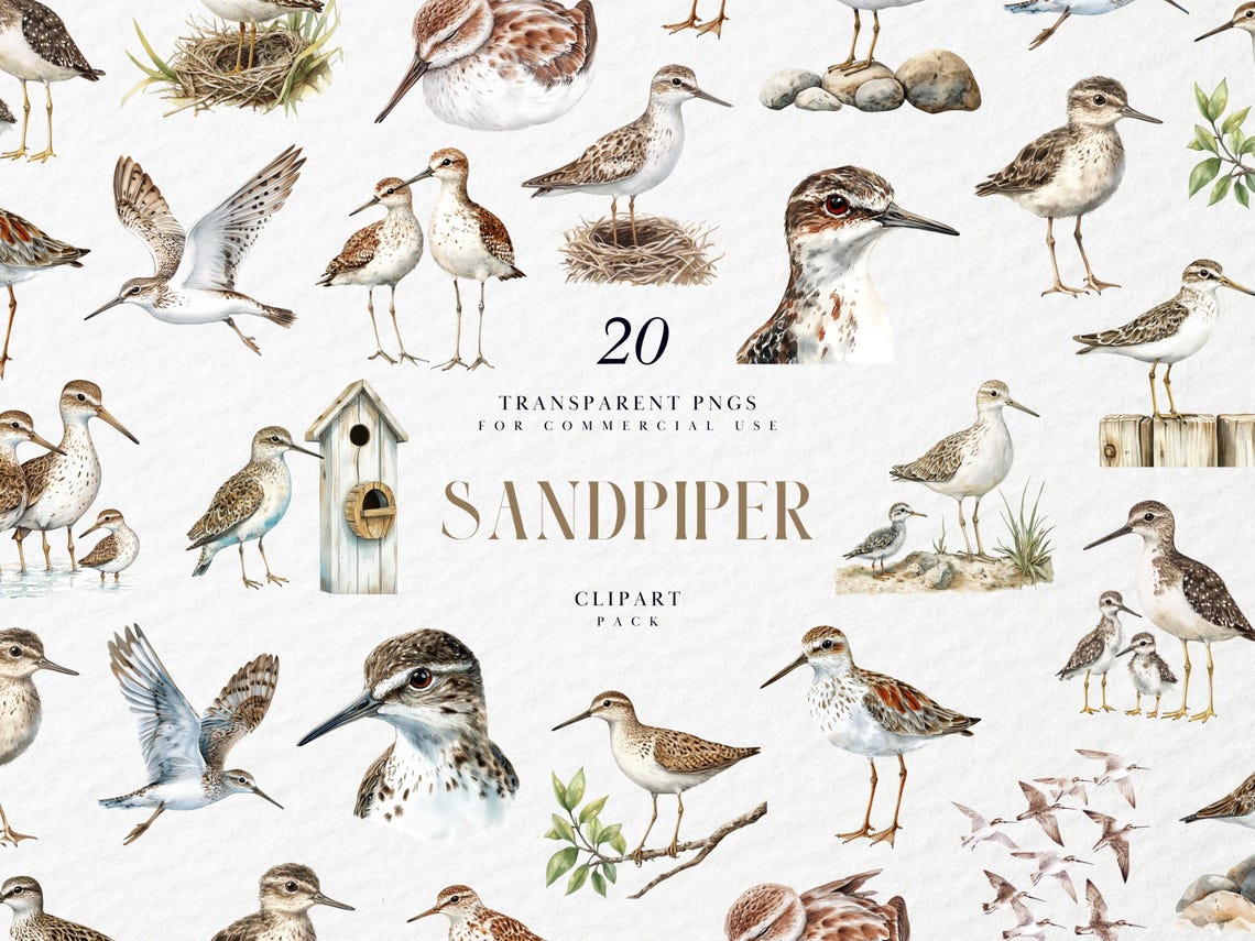 Watercolor Sandpiper Clipart, Flying Shore Birds, Waders, Nautical Sea ...