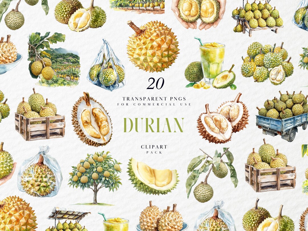 Watercolor Durian Clipart, Tropical Exotic Market Fruit Illustration ...