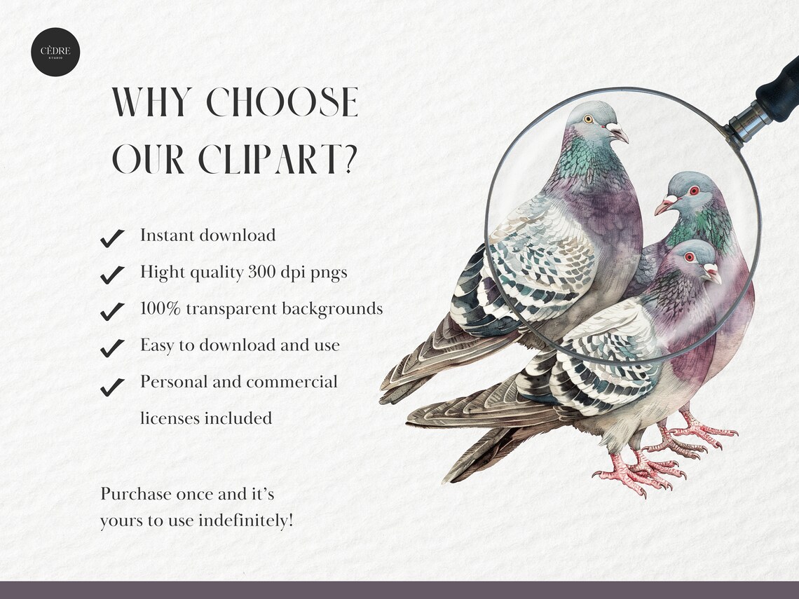 Watercolor Common Pigeon Clipart, Flying Common Pigeons Clipart, Pigeon ...