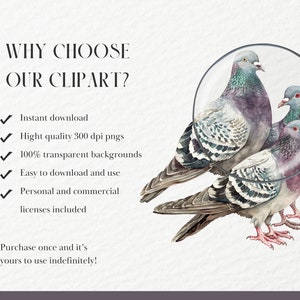 Watercolor Common Pigeon Clipart, Flying Common Pigeons Clipart, Pigeon ...