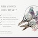 Watercolor Common Pigeon Clipart, Flying Common Pigeons Clipart, Pigeon ...