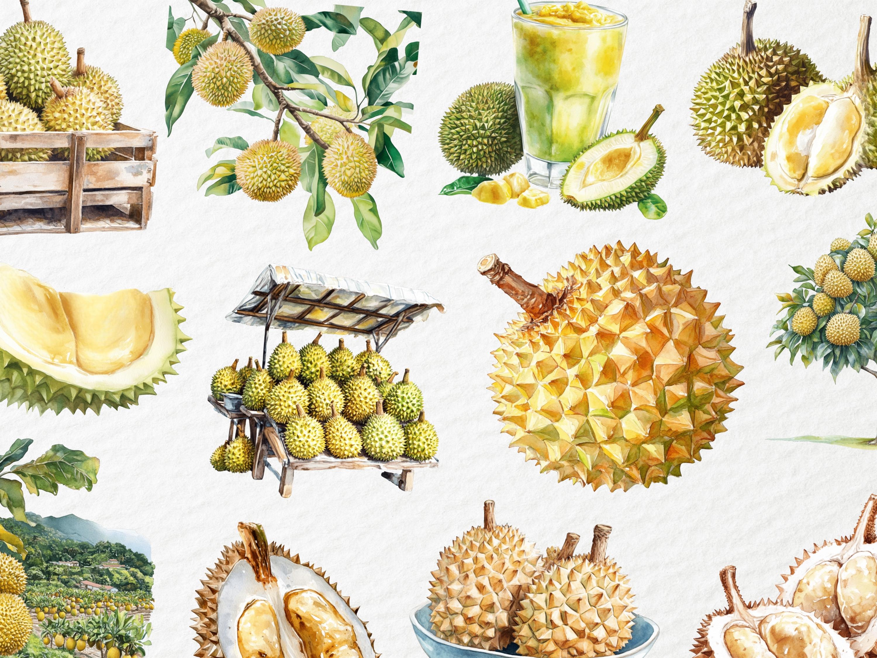 Watercolor Durian Clipart, Tropical Exotic Market Fruit Illustration ...