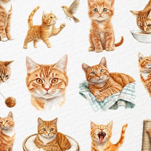 Watercolor Orange Cat Clipart, Cute Orange Cats, Home Pet, Indoor Cat ...