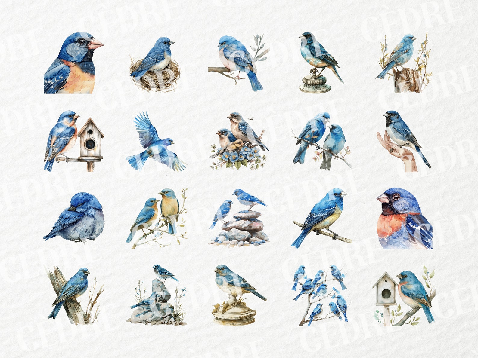 Watercolor Blue Finch Clipart, Flying Blue Finches Clipart, Chirping ...